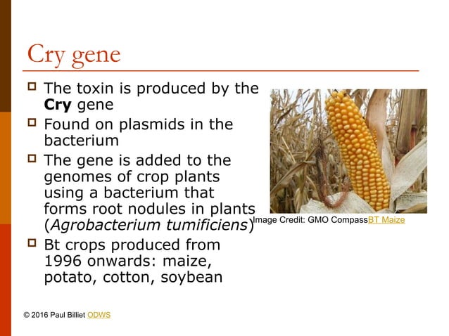 GENETICALLY MODIFIED ORGANISMS GRADE 10 TOPIC .ppt