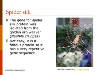 GENETICALLY MODIFIED ORGANISMS GRADE 10 TOPIC .ppt