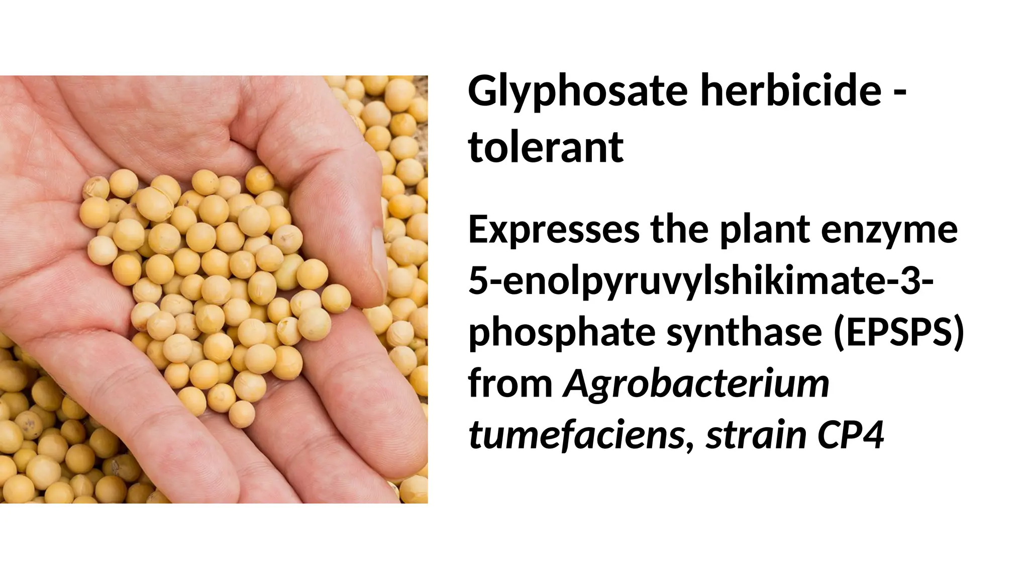 Genetically Modified Organism GMOs List of common GMOs | PPTX