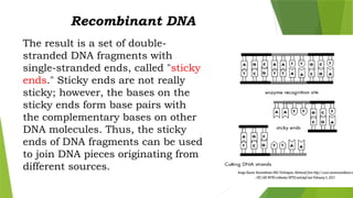 GMO, genetic engineering,geniticaly modified organisms | PPTX