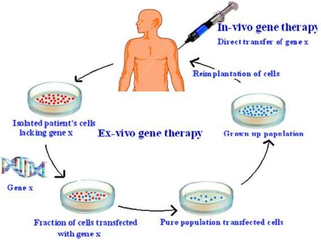 Gm os and social and ethical issues ppt | PPTX | Agriculture | Industries