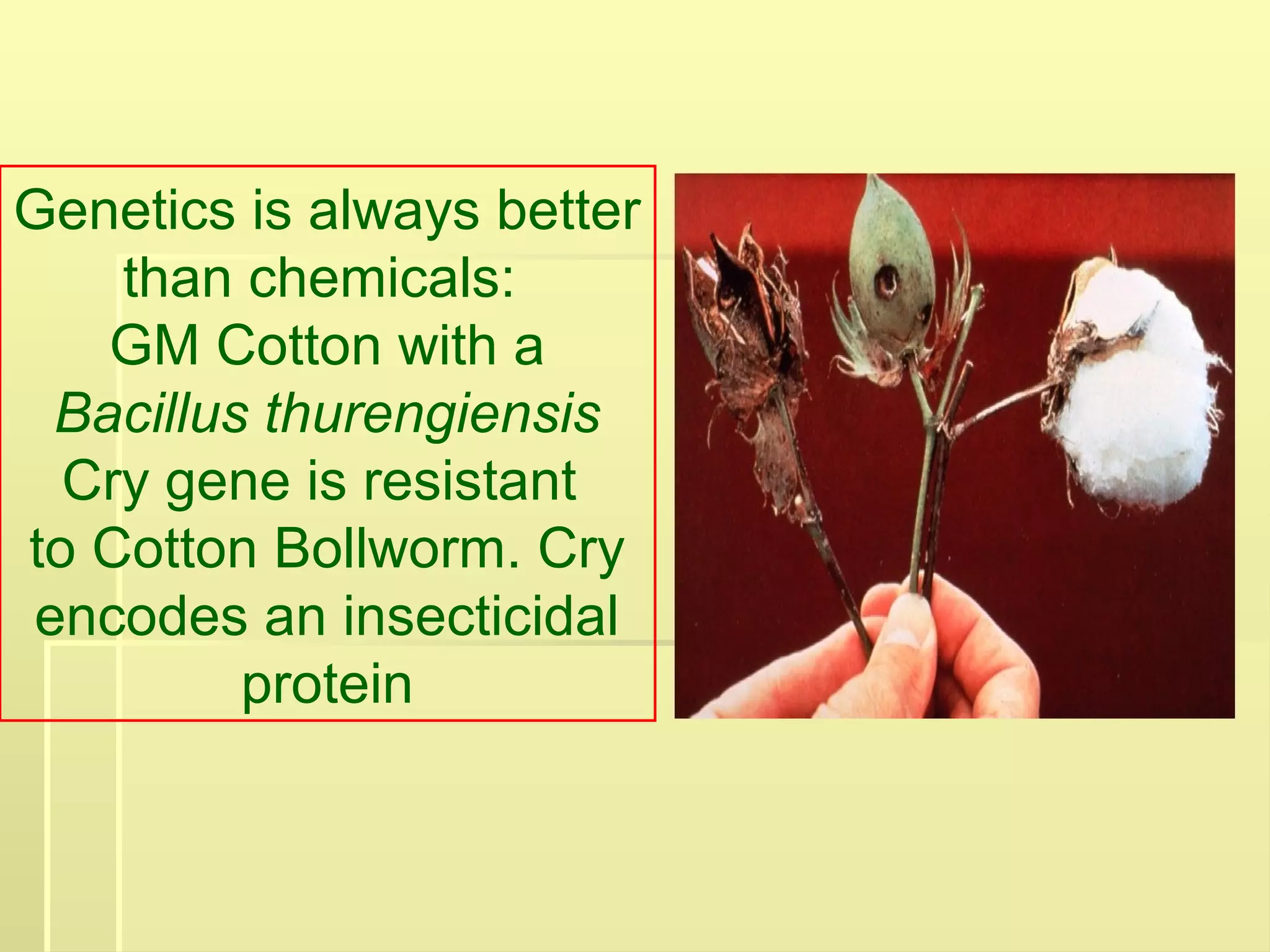 Gmo's ppt....... | PPT