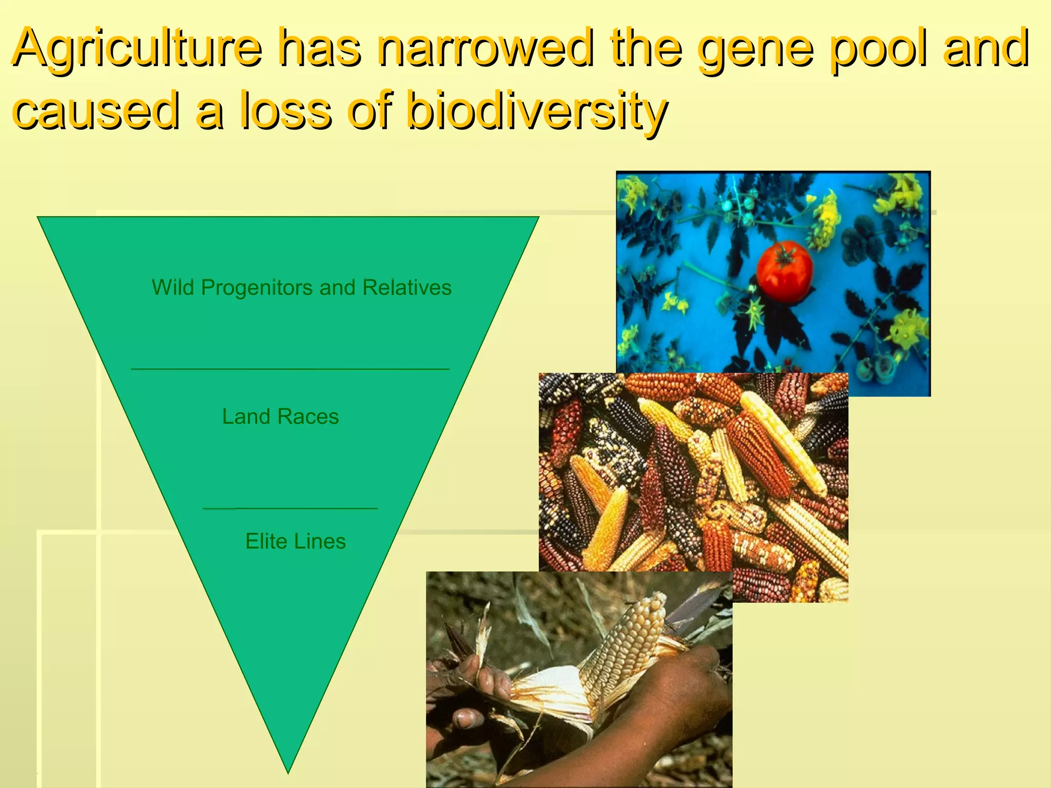 Gmo's ppt....... | PPT