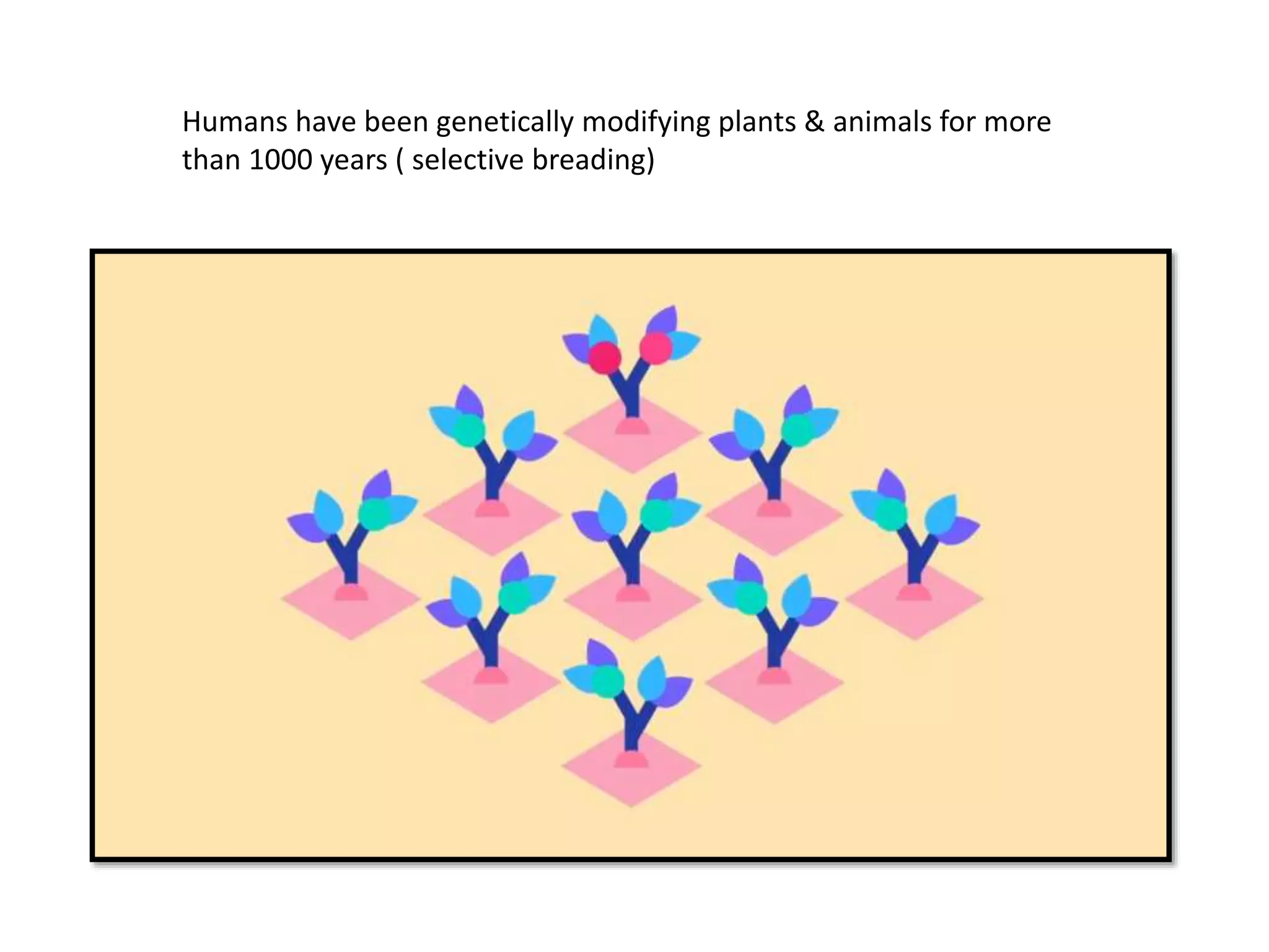 Gmos with animation gifs.pptx