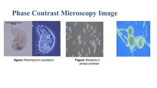 phase contrast microscope in general MB. | PDF