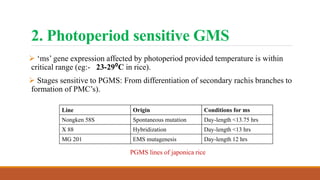 GENETIC MALE STERILITY IN CROP PLANTS | PPTX