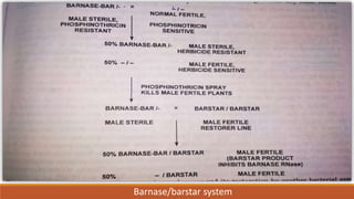 GENETIC MALE STERILITY IN CROP PLANTS | PPTX