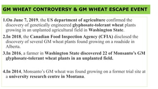 Gm wheat | PPTX