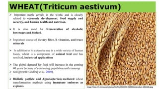 Gm wheat | PPT