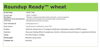 Gm wheat | PPT