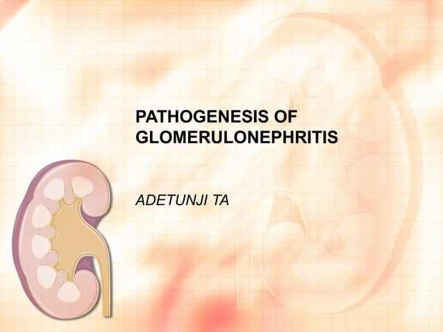 Pathogenesis of Glomerulonephritis | PPT | Diseases and Conditions | Medical Health