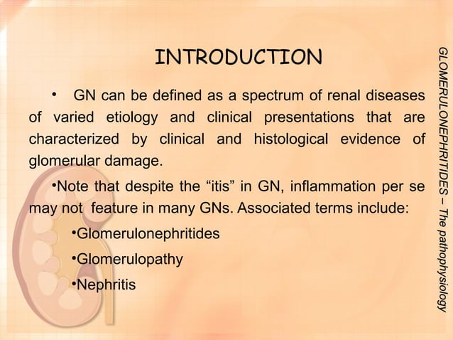 Pathogenesis of Glomerulonephritis | PPT | Diseases and Conditions | Medical Health