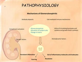 Glomerulonephritis Pathophysiology