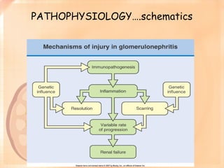Glomerulonephritis Pathophysiology