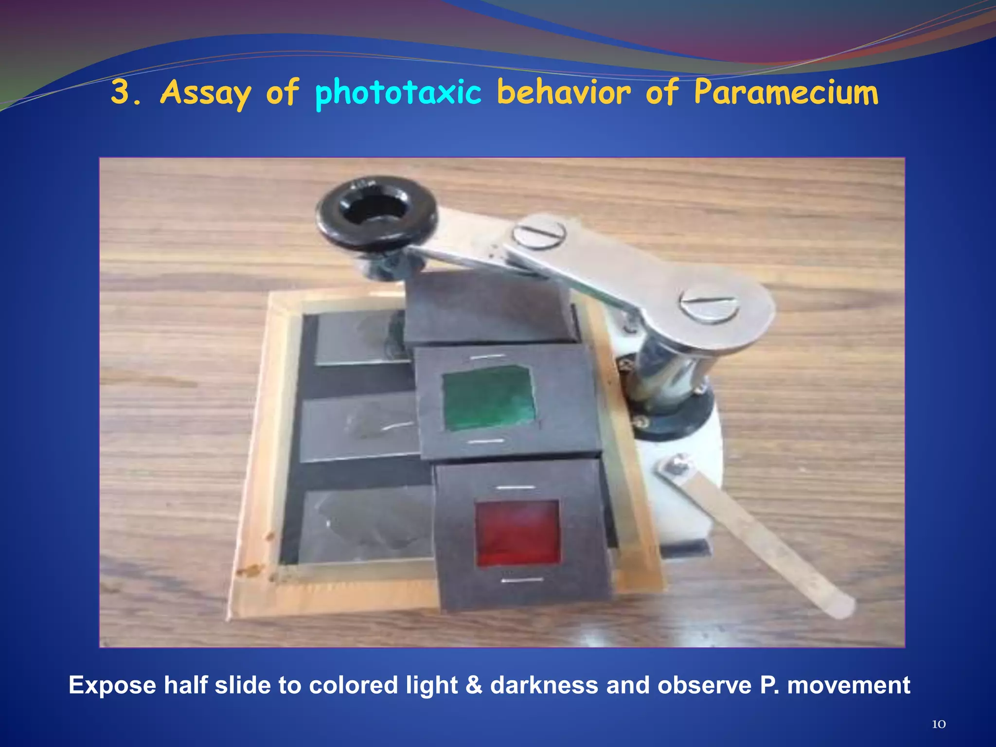Simple and innovative experiments on Paramecium | PPTX
