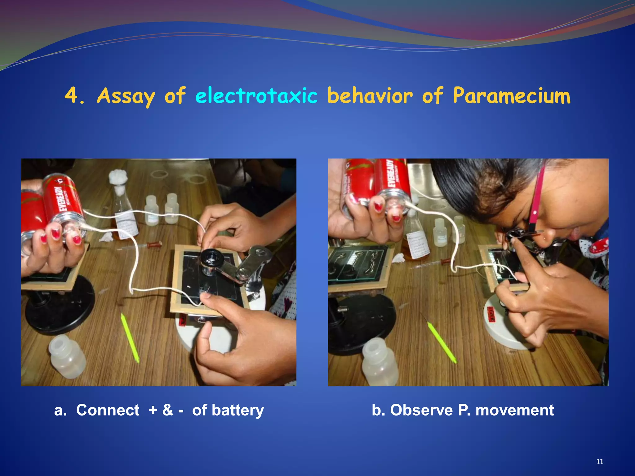 Simple and innovative experiments on Paramecium | PPTX