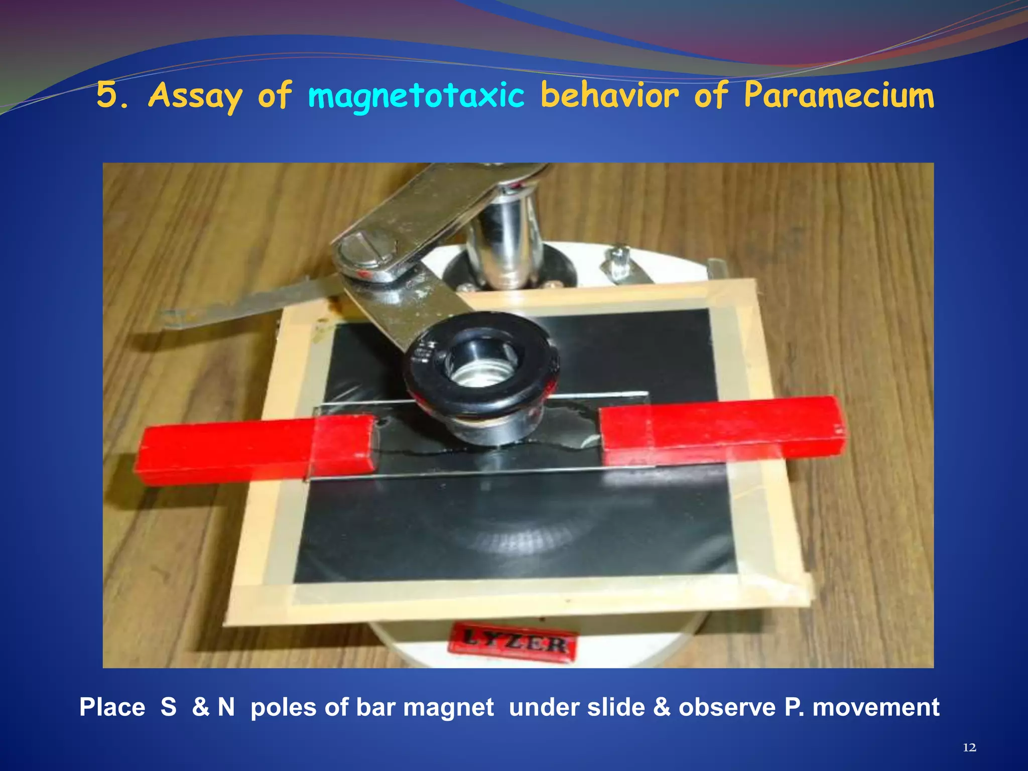 Simple and innovative experiments on Paramecium | PPTX