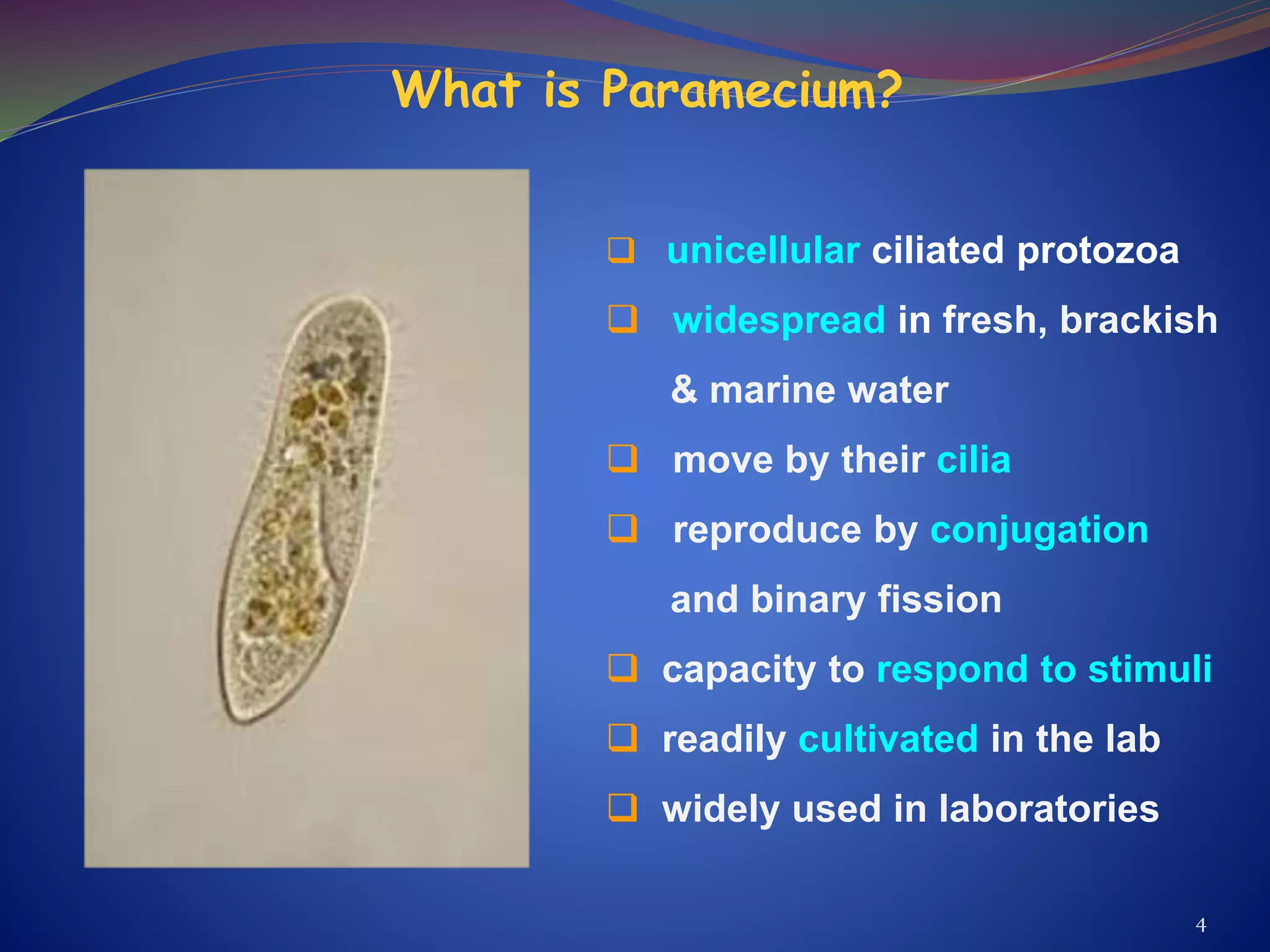 Simple and innovative experiments on Paramecium | PPTX