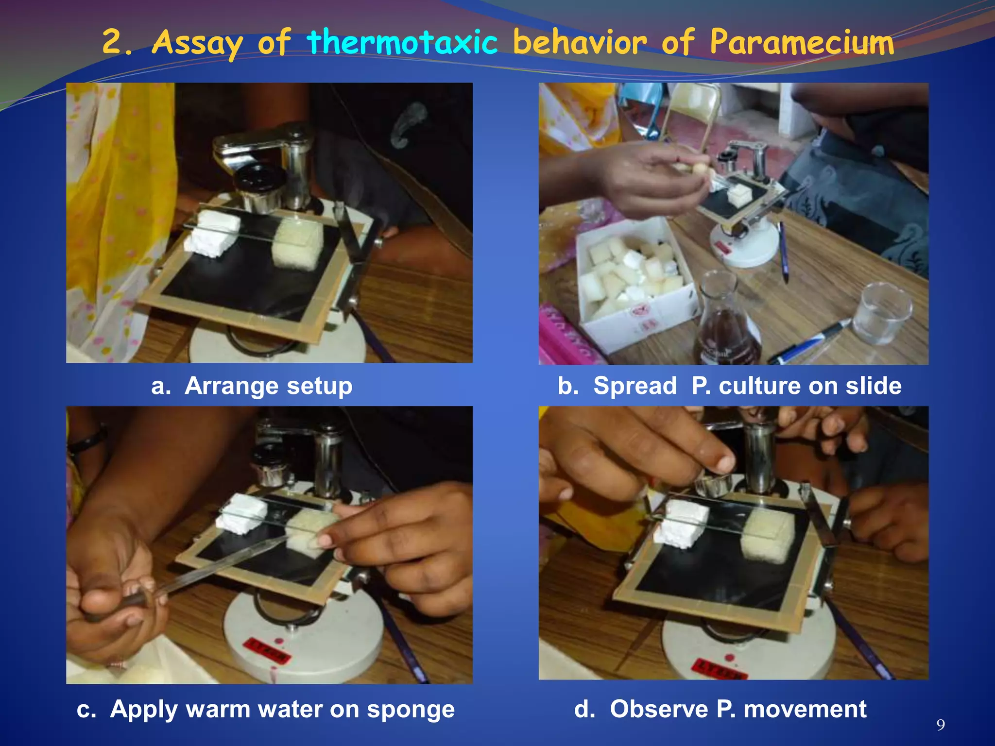 Simple and innovative experiments on Paramecium | PPTX