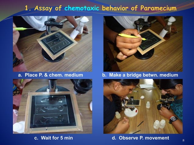 Simple and innovative experiments on Paramecium | PPT