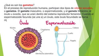 gónada, gameto y hormona.pptx