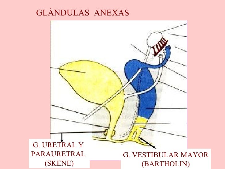 Gónadas