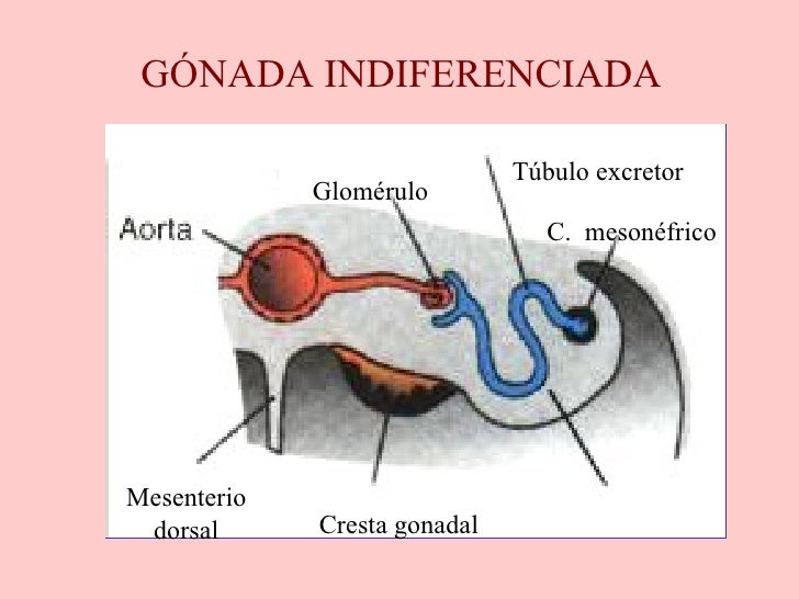 GóNadas