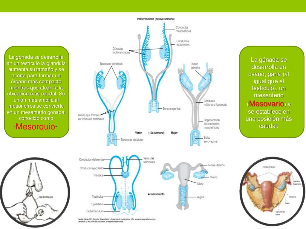 Desarrollo de las Gonadas Masculinas y Femeninas