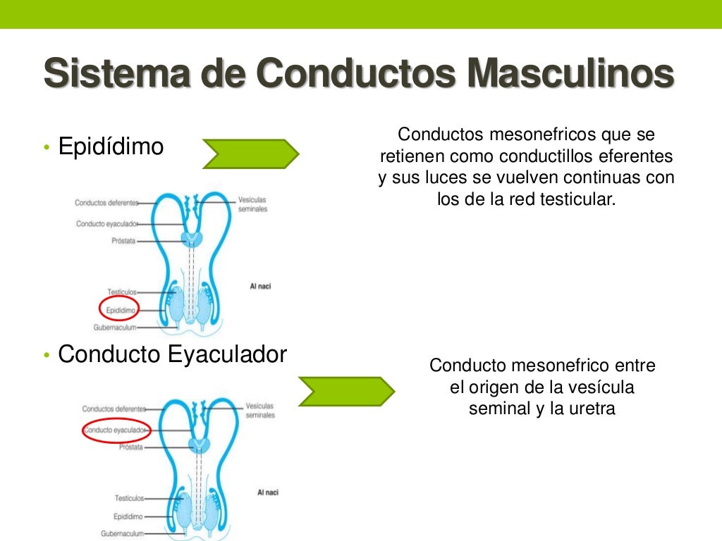 Desarrollo de las Gonadas Masculinas y Femeninas