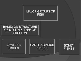Fish | PPTX