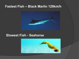 Slowest Fish In The World