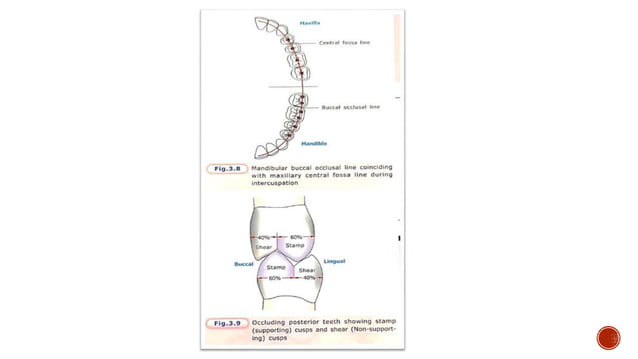 GNATHOLOGICAL CONCEPTS OF RESTORATION.pptx | Dental Health | Diseases ...