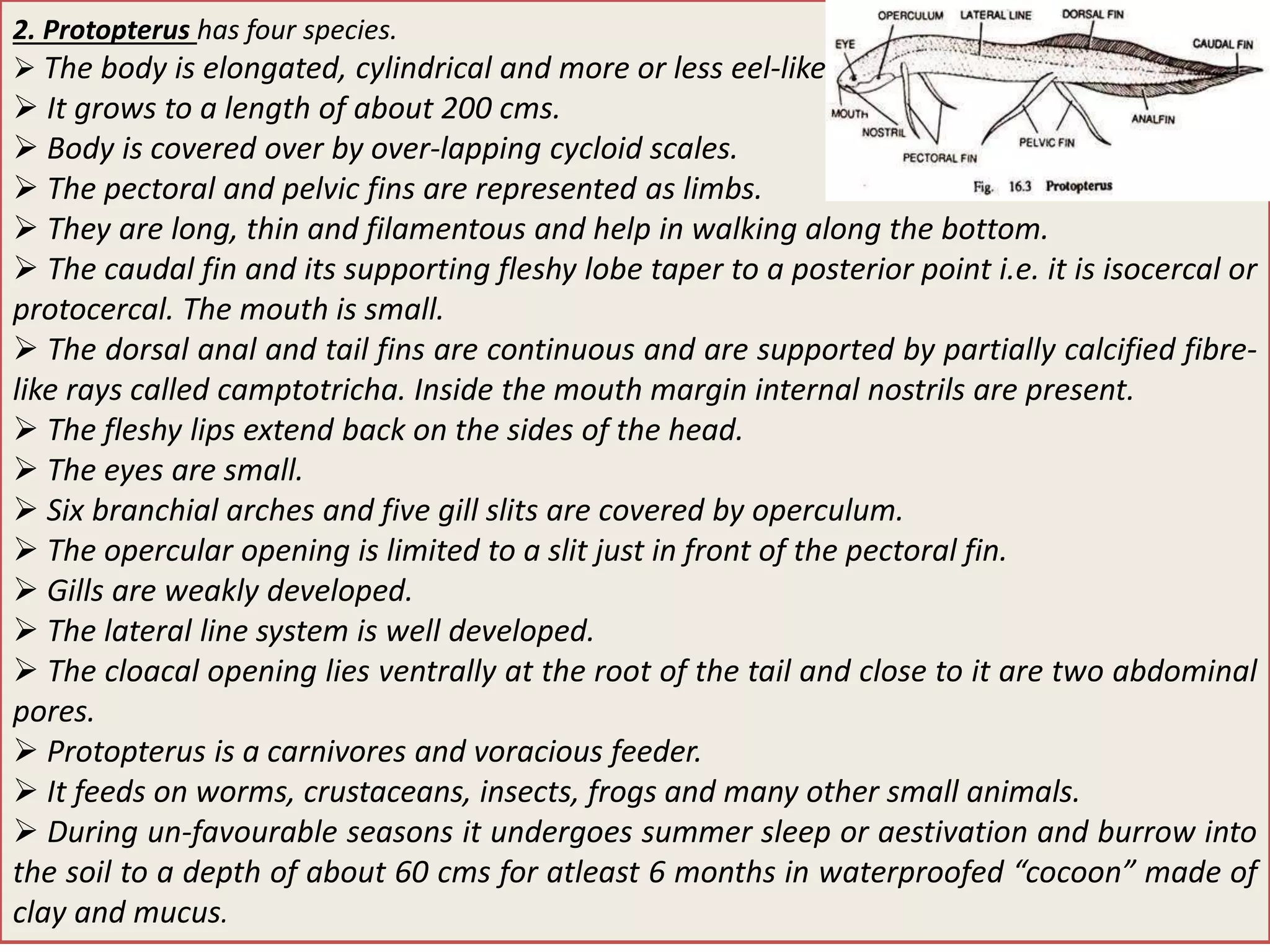 Gnathostomata | PPTX
