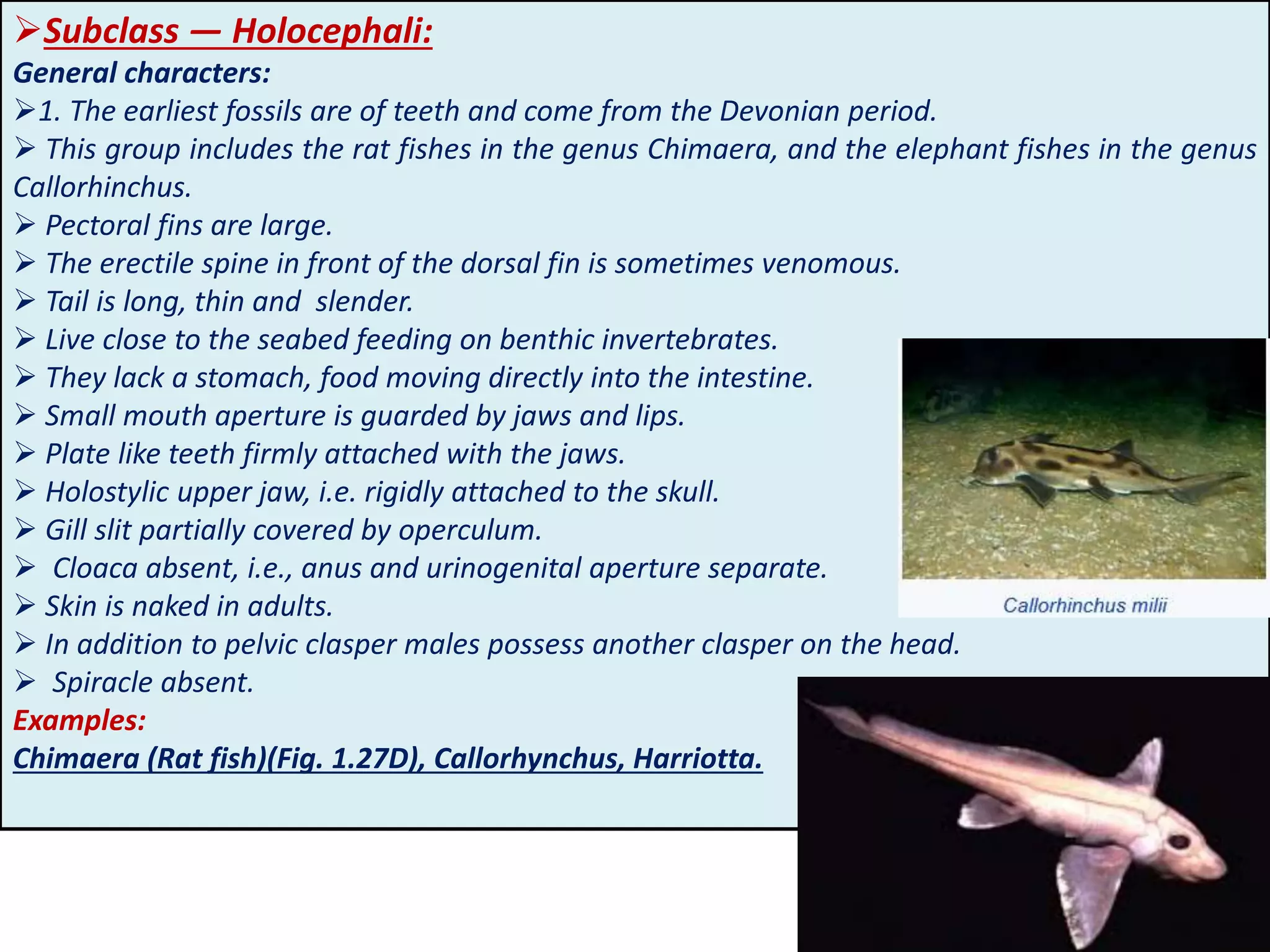 Gnathostomata | PPTX