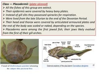 Gnathostomata | PPTX