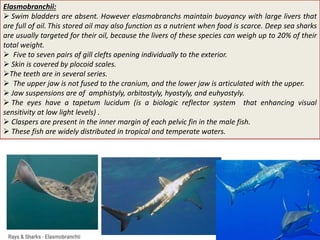 Gnathostomata | PPTX