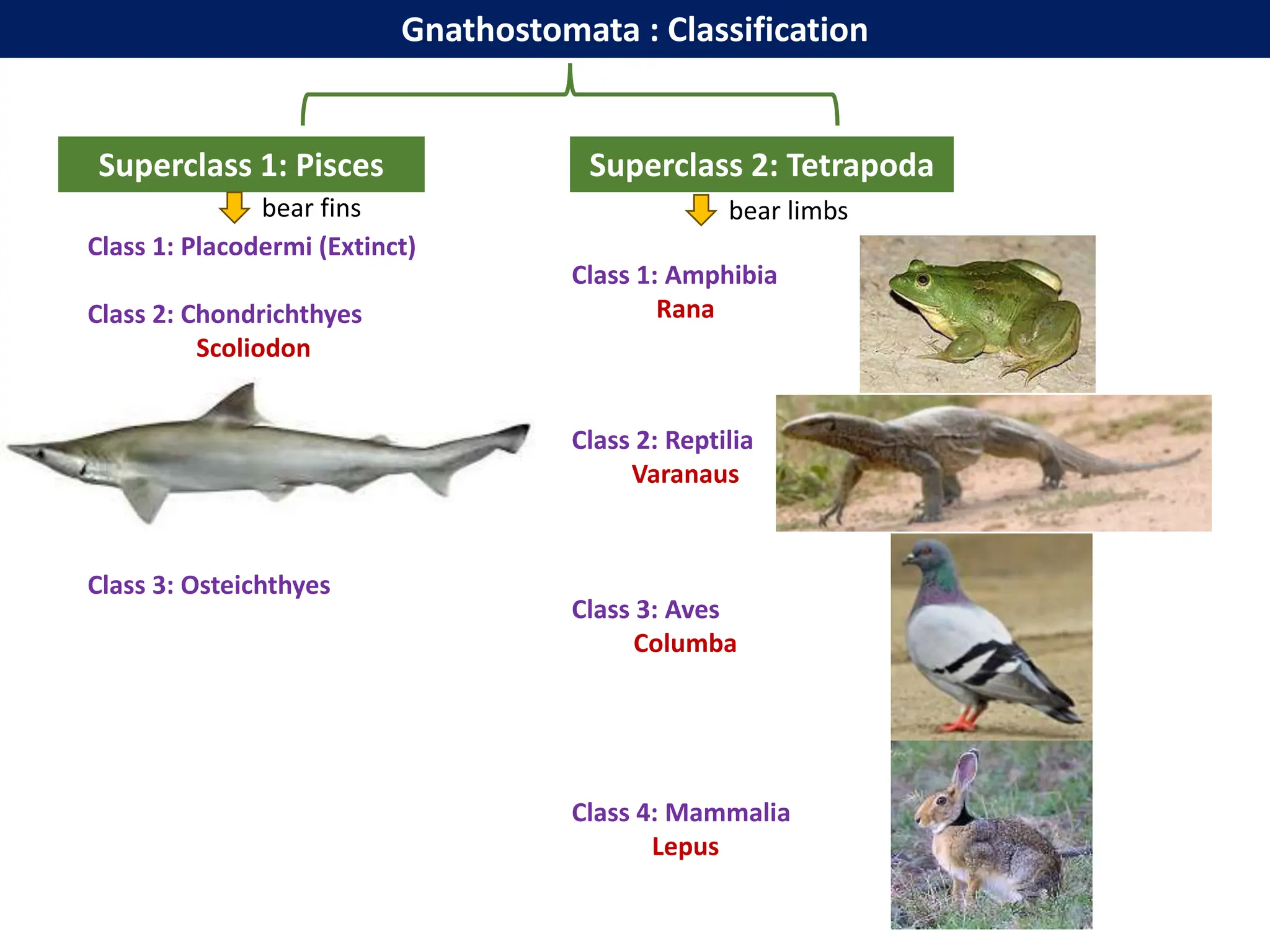 Gnathostomata.pptx. with general characters & classification for bsc students | PPTX