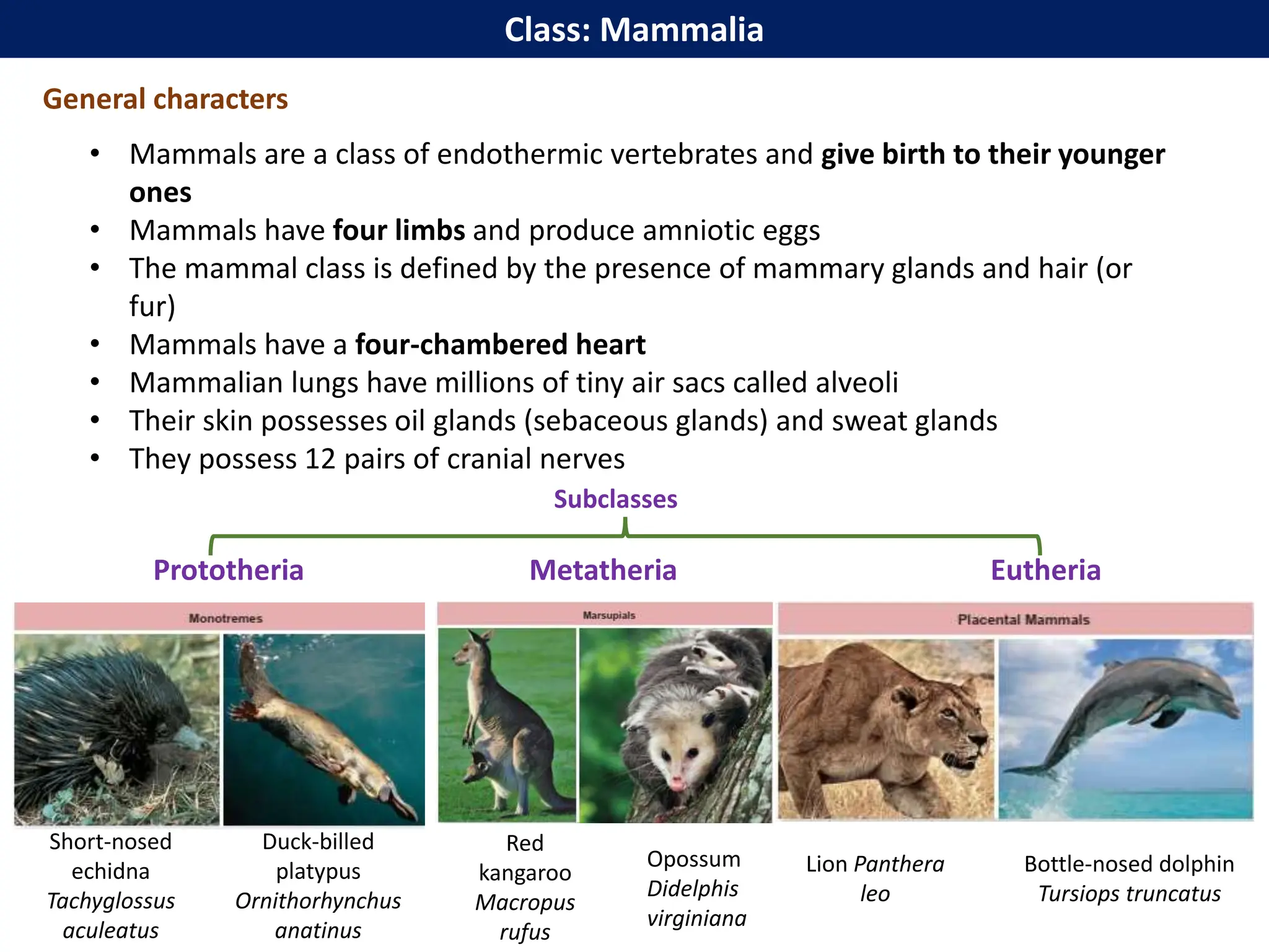 Gnathostomata.pptx. with general characters & classification for bsc ...