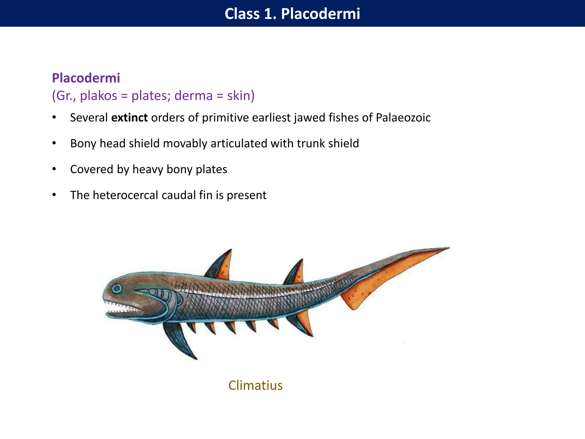 Gnathostomata.pptx. with general characters & classification for bsc ...