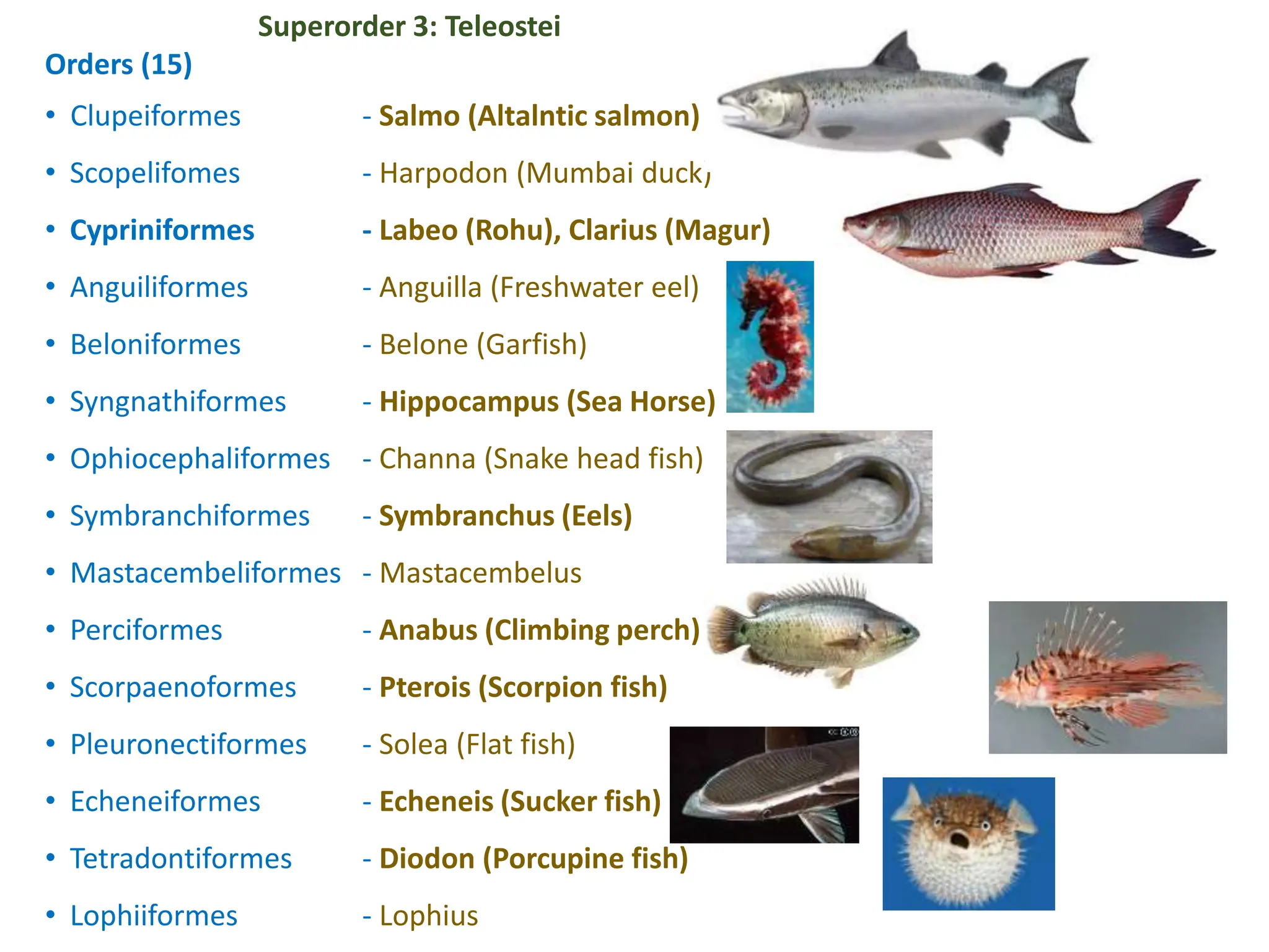 Gnathostomata.pptx. with general characters & classification for bsc ...