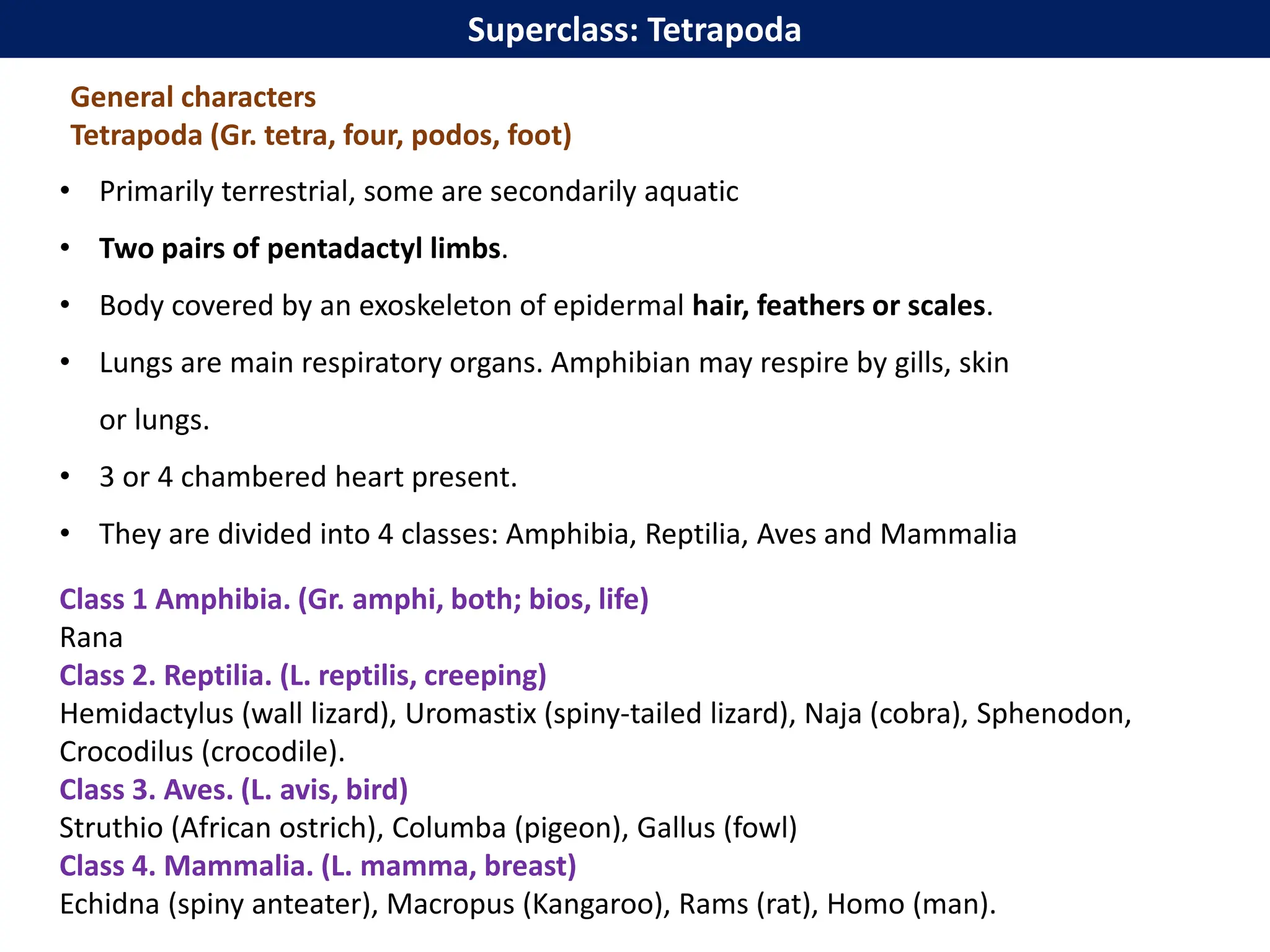 Gnathostomata.pptx. with general characters & classification for bsc ...