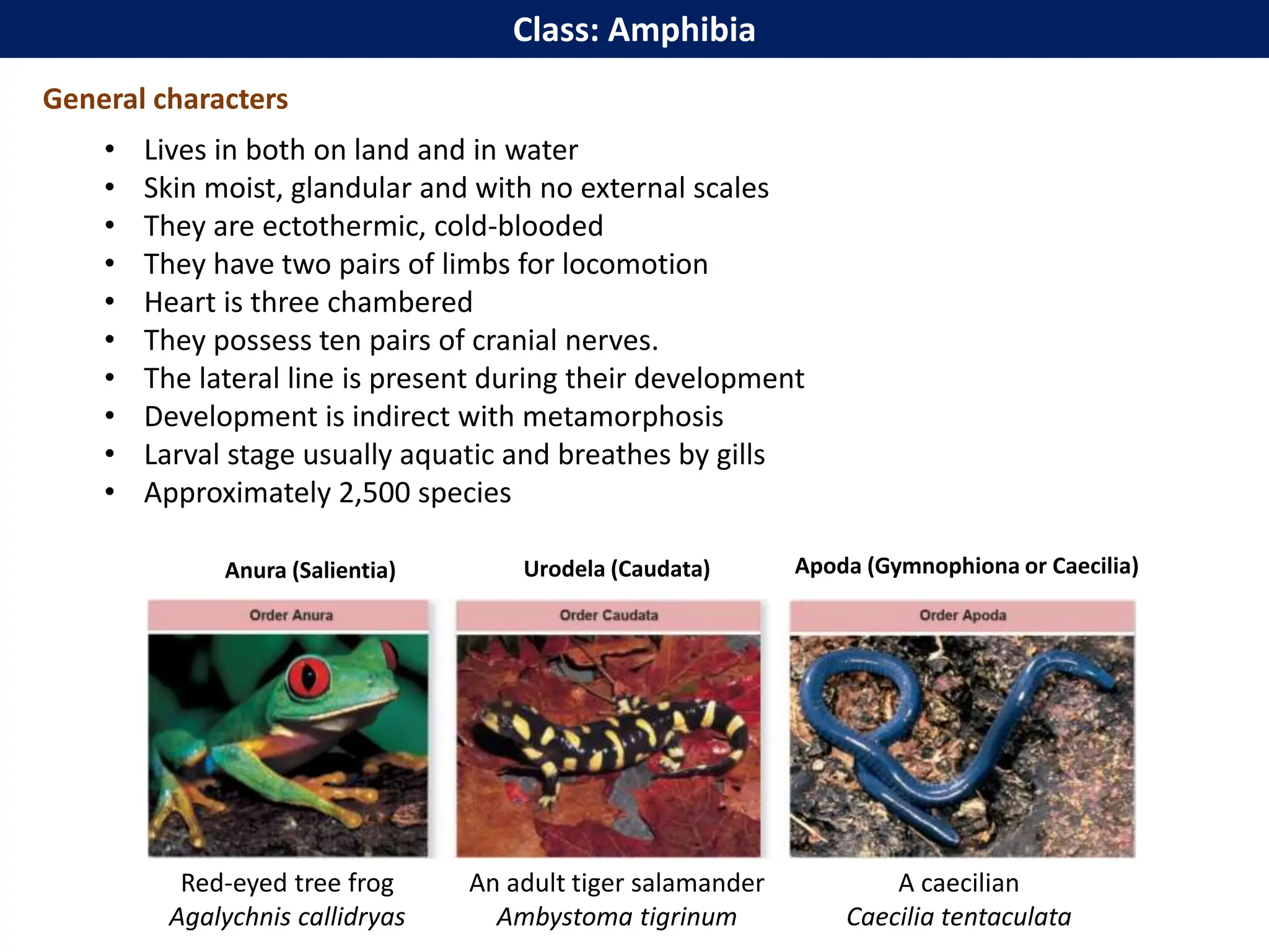 Gnathostomata.pptx. with general characters & classification for bsc ...