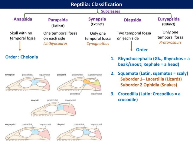 Gnathostomata.pptx. with general characters & classification for bsc ...