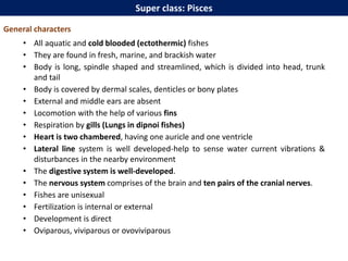 Gnathostomata.pptx. with general characters & classification for bsc ...