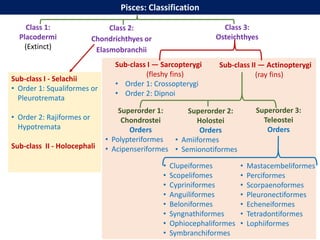Gnathostomata.pptx. with general characters & classification for bsc ...