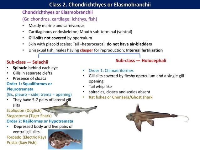 Gnathostomata.pptx. with general characters & classification for bsc ...