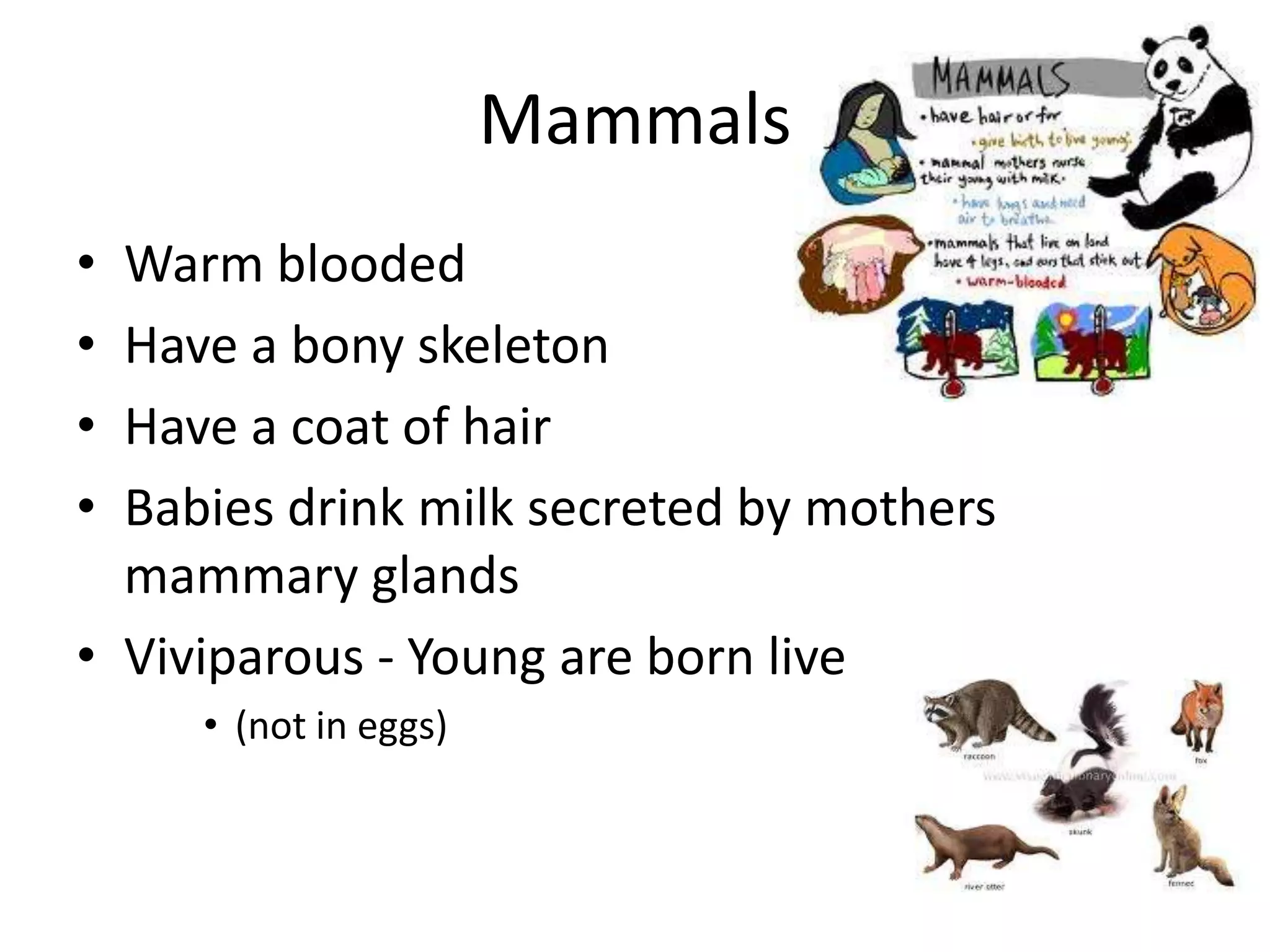 Gnawing mammals | PPTX