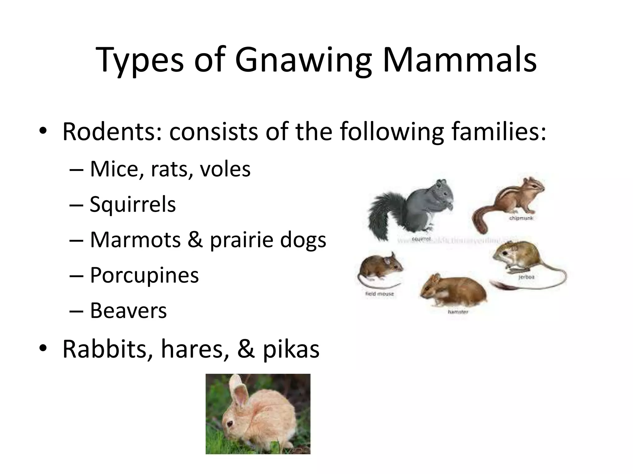 Gnawing mammals | PPTX