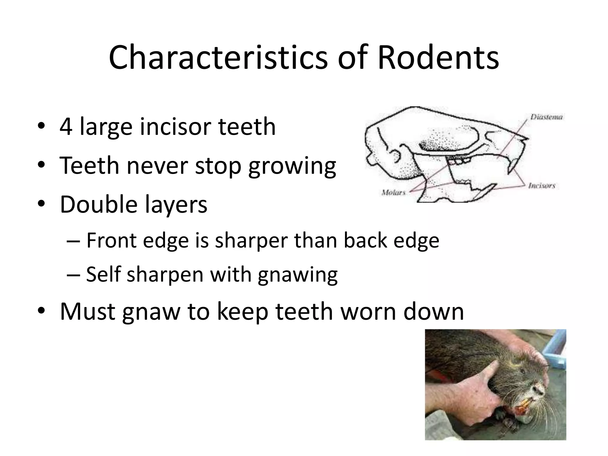 Gnawing mammals | PPTX | Cats | Pets