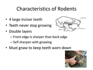 Gnawing mammals | PPTX
